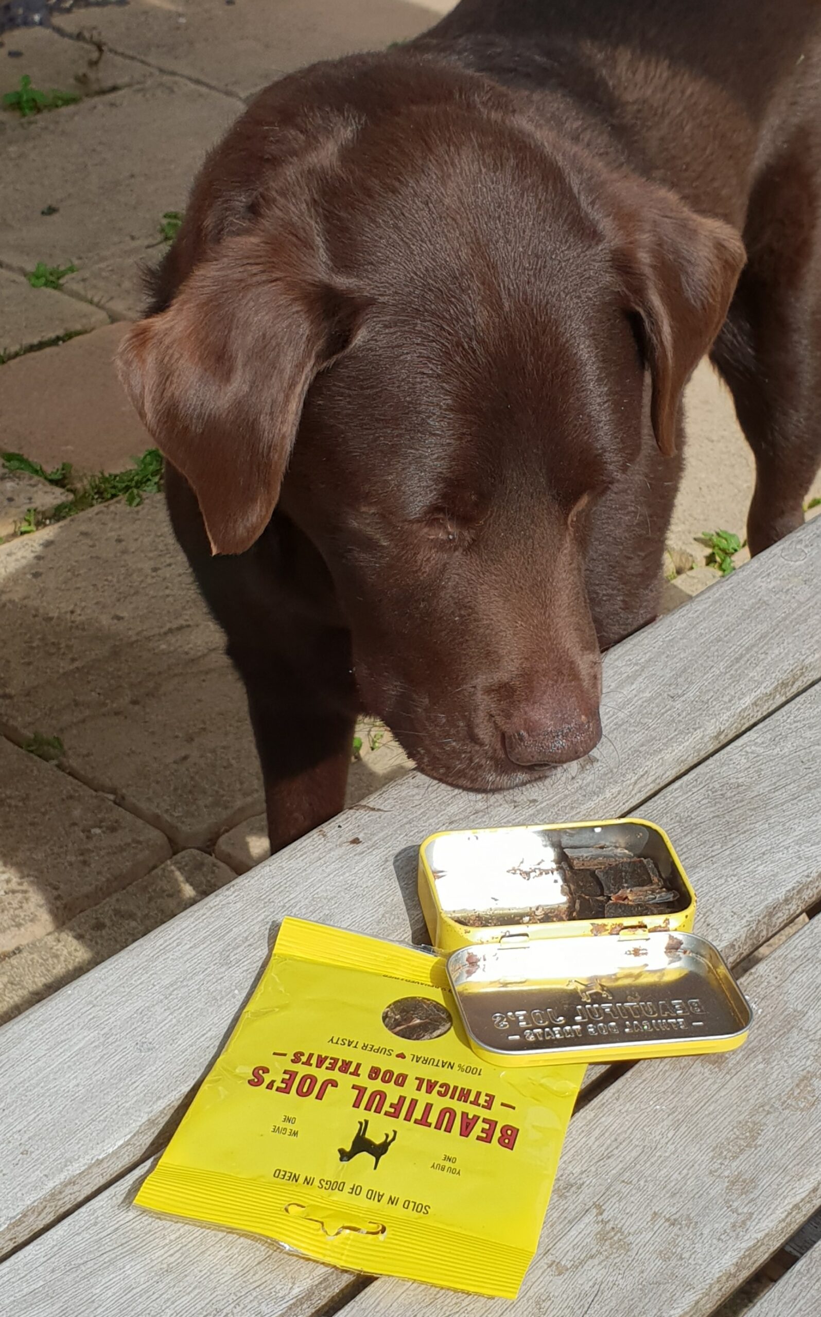 Bramley Joe – The Labrador Lifeline Trust